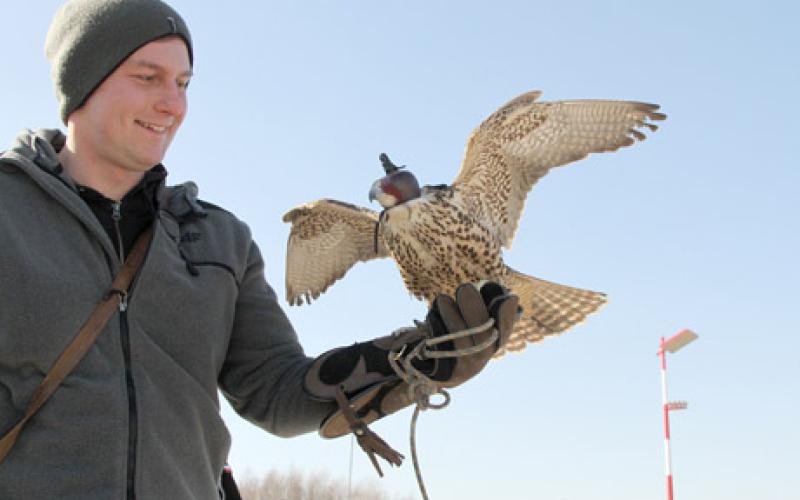 Naikintuvai, sakalai, vanagas ir šuo | Sidabrė