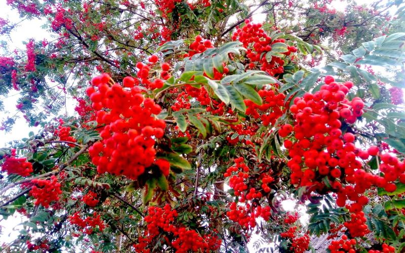 TŪBINIAI (II) | Sidabrė